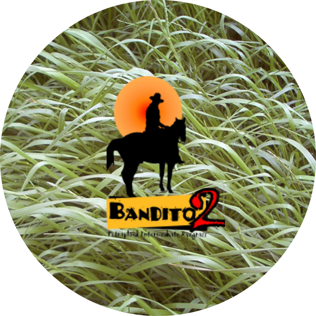 INTERMEDIATE RYEGRASS | Forage | Go Seed