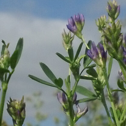 Nutrient-Rich Alfalfa for High-Quality Forage | GoSeed.com