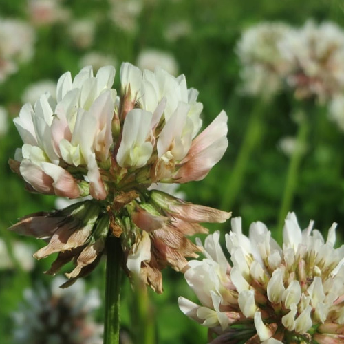 BUY FORAGE CLOVER SEED | Forage | Go Seed