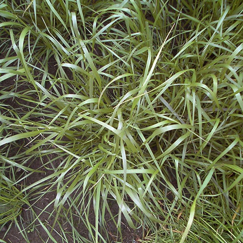 INTERMEDIATE RYEGRASS | Forage | Go Seed