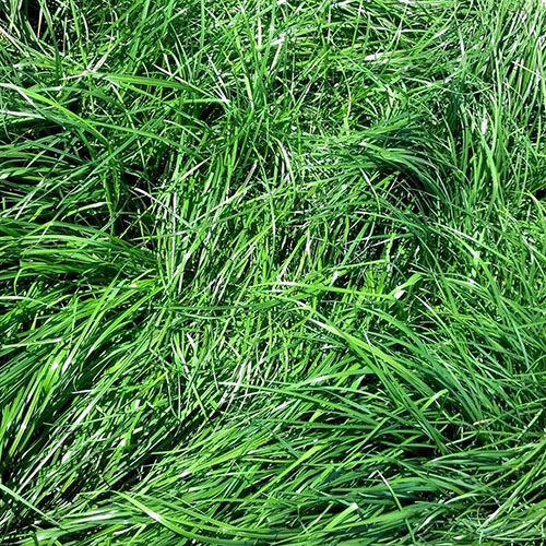 INTERMEDIATE RYEGRASS | Forage | Go Seed