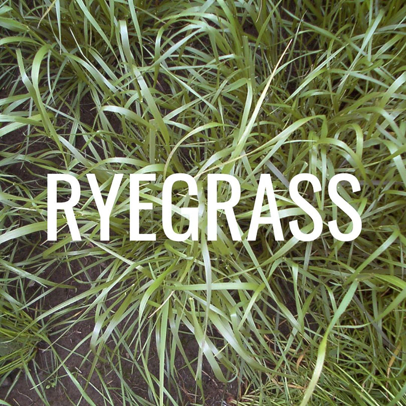 KENTUCKY BLUEGRASS | Turf | Go Seed