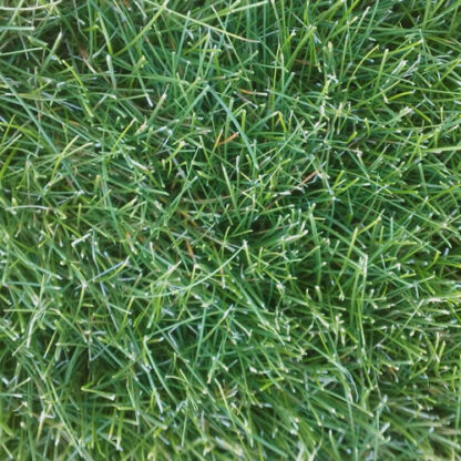 Refined Turf Excellence with Fine Fescue | GO Seed