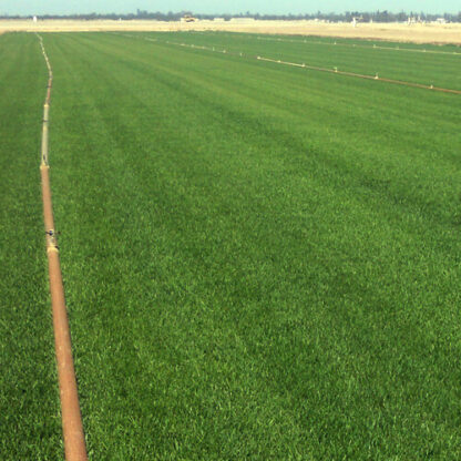 Skye Elite Kentucky Bluegrass | Exceptional Turf Selection at GO Seed