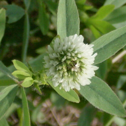 Boost Soil Health with Berseem Clover | Cover Crops | GO Seed