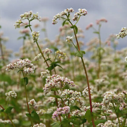 Maximize Soil Health with Buckwheat | Cover Crops | GO Seed