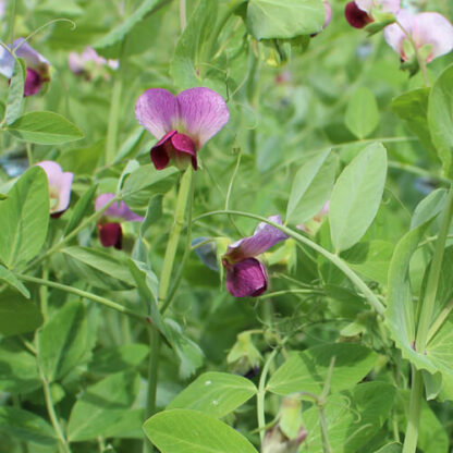 Boost Soil Fertility with Winter Peas Cover Crops | GO Seed
