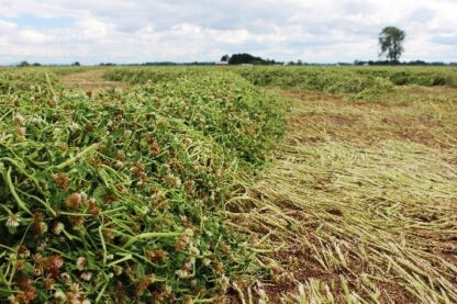 3 Ways Clovers Can Boost Your Forage System | GO Seed