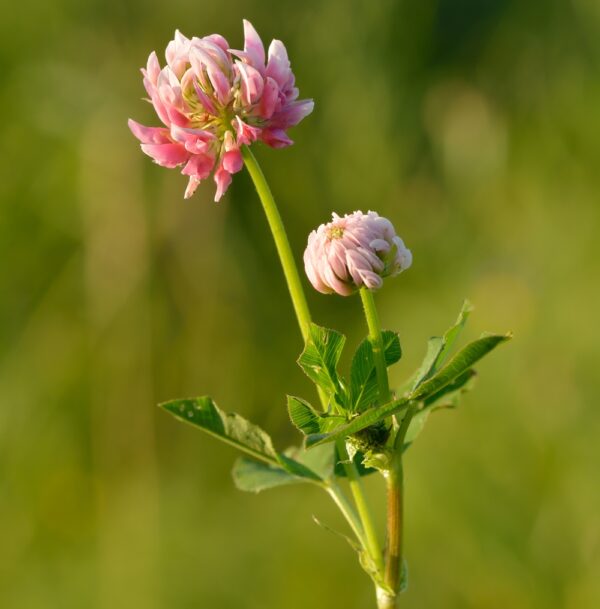 Renovating Pastures | Best Clovers For Cattle Pastures