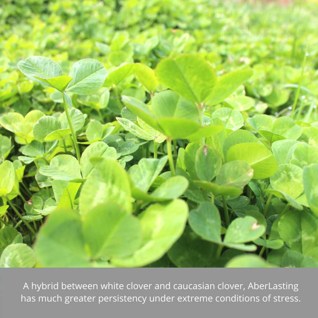 AberLasting White Kura Clover | Cover Crops | GO Seed