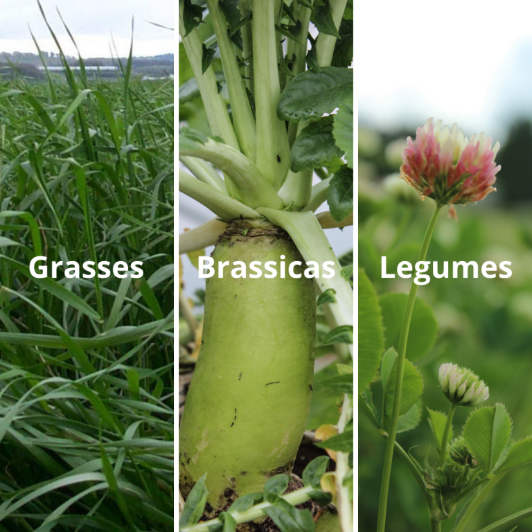 Winter Cover Crops: What You Need To Know | GO Seed