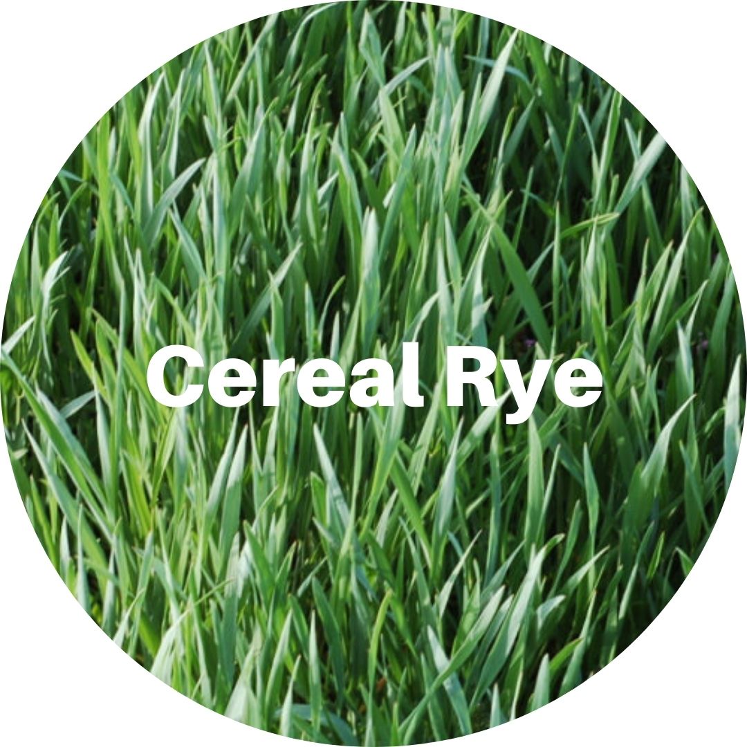 COVER CROP | Go Seed