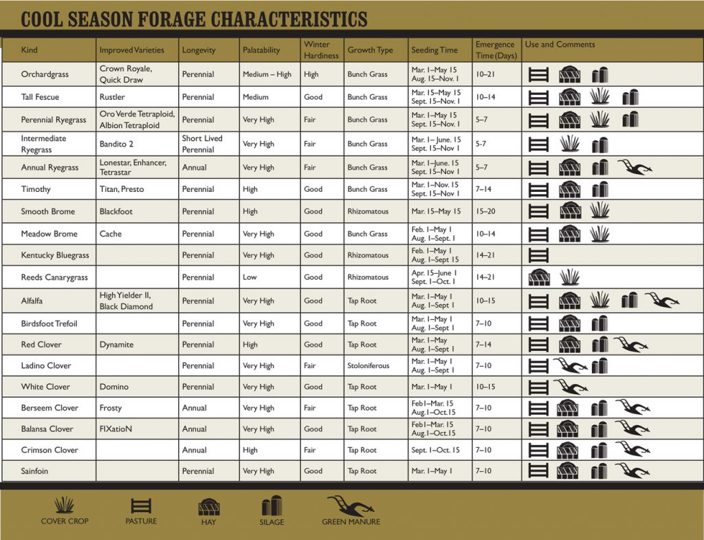 Forage | High Yields & Non-Bloating | GO Seed