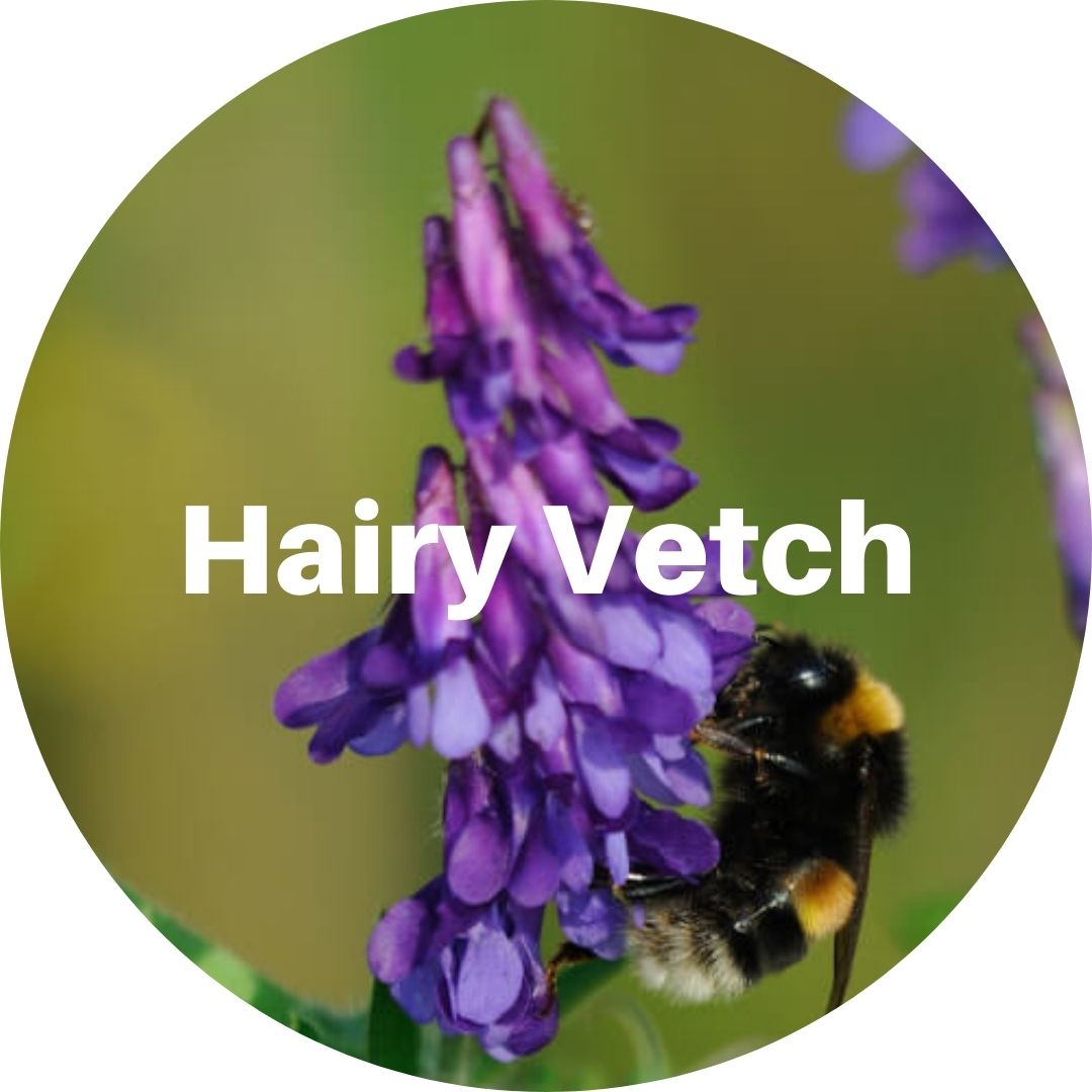 COVER CROP | Go Seed