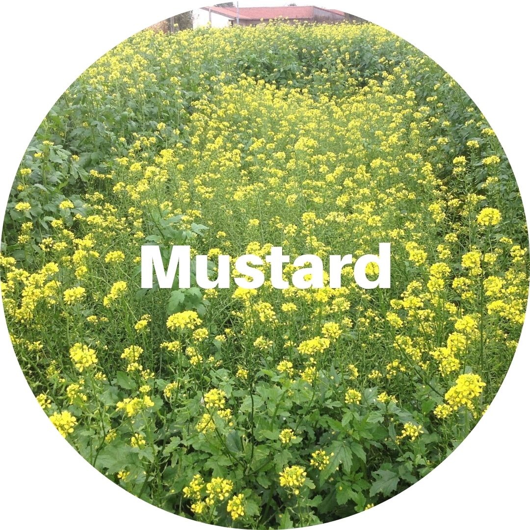 COVER CROP | Go Seed