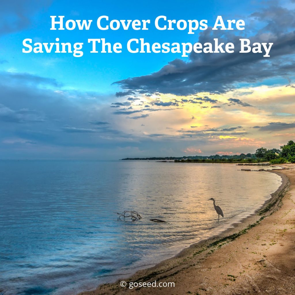 How Cover Crops Are Saving the Chesapeake Bay | GO Seed