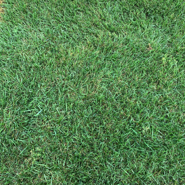 Robust Turf Solutions with Tall Fescue | GO Seed