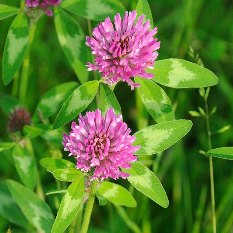 Red Clover | Cover Crops | GO Seed