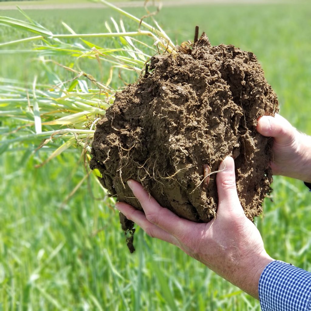 Soil Test and Soil Health Assessment | GO Seed
