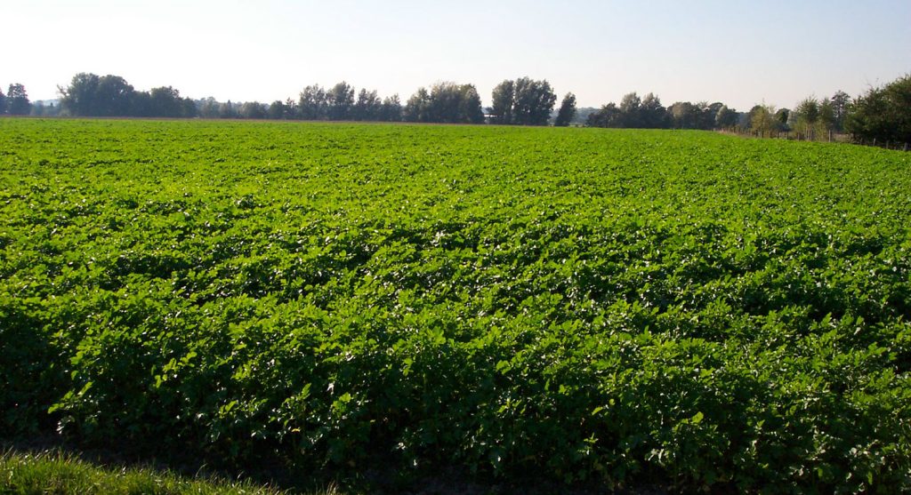 Maximize Nitrogen Benefits with Legume Cover Crops: Best Practices ...