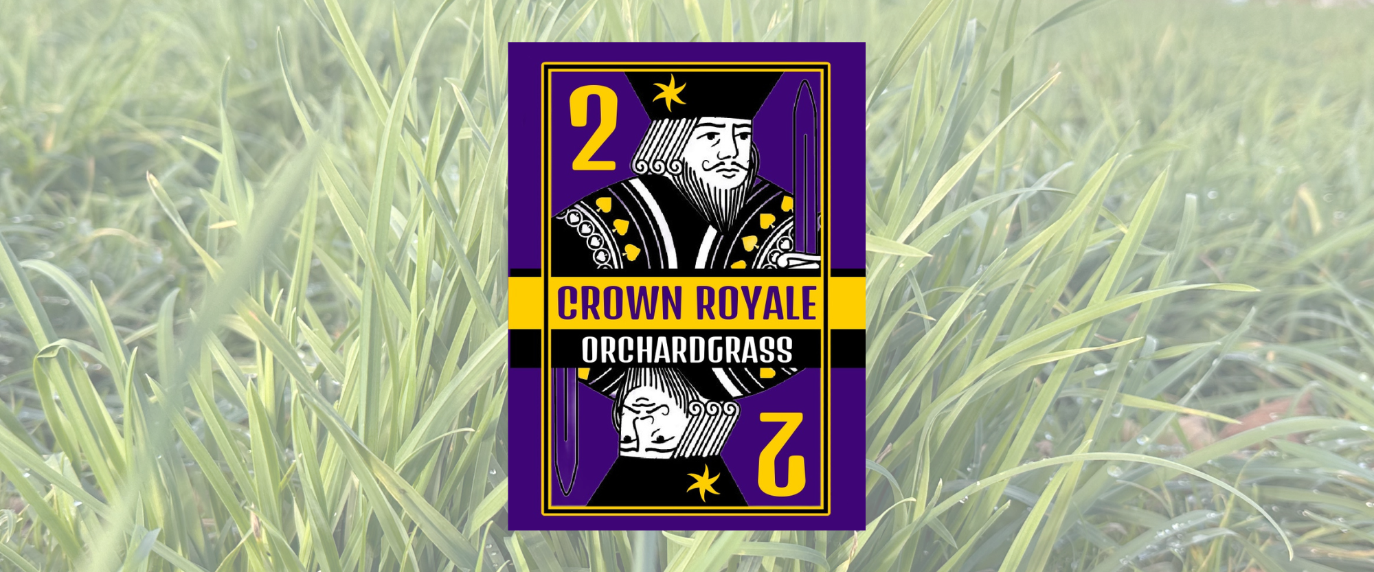 Crown Royale Orchardgrass | High-Yield, Disease-Resistant Forage Grass ...